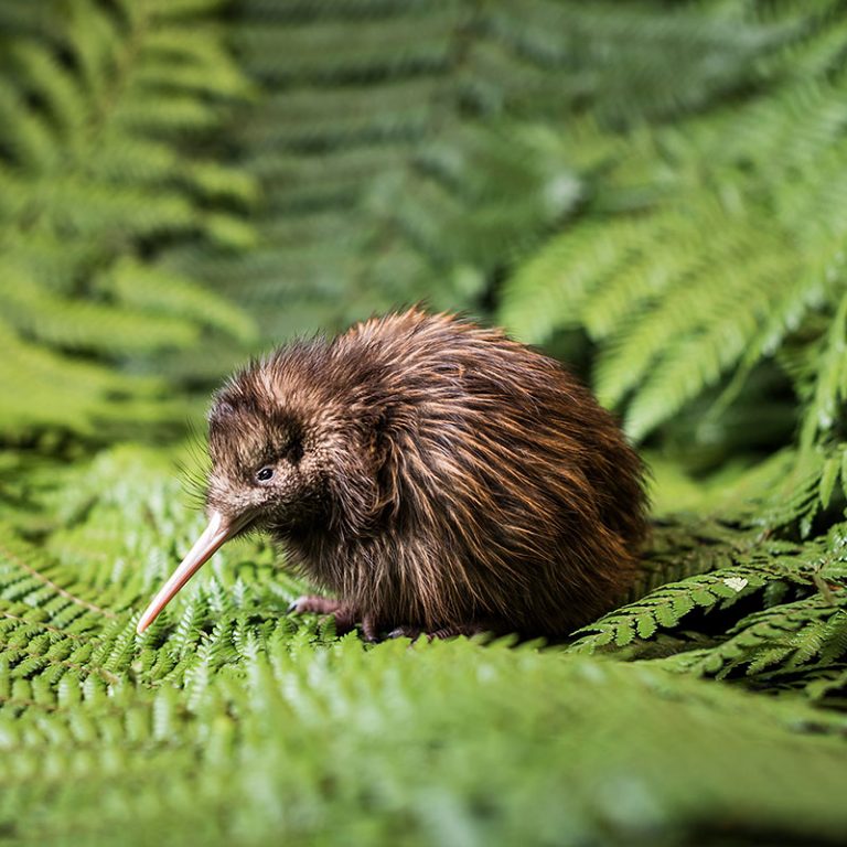 The National Kiwi Hatchery New Zealand - Advisornewzealand Directory of NZ